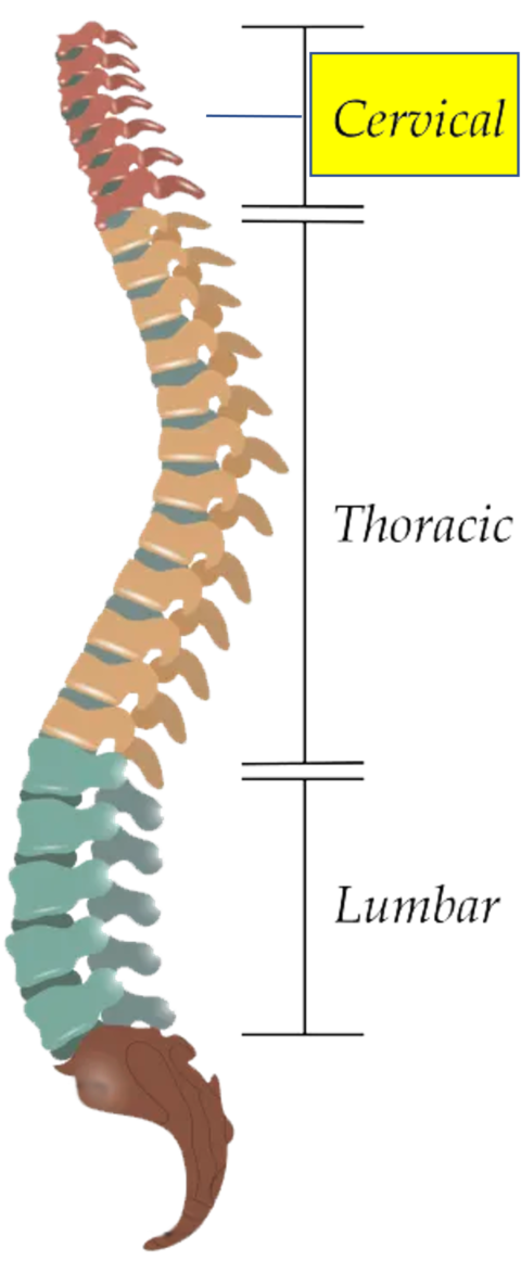 The Adjustments - Neuromechanical Innovations