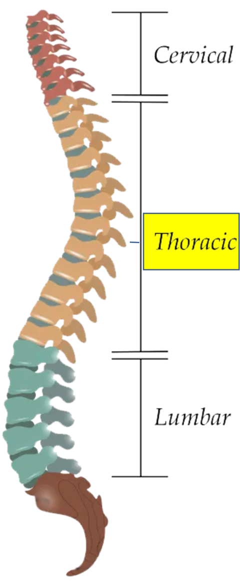 The Adjustments - Neuromechanical Innovations